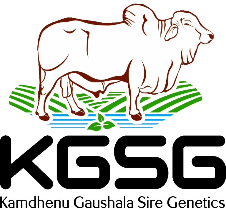 Sahiwal Cow Price
