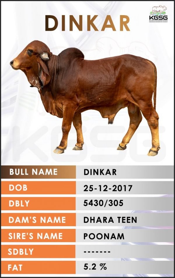GIR BULL LIST | Kamdhenu Gaushala Sire Genetics