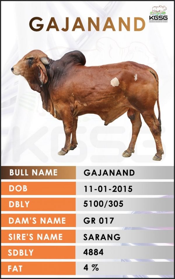GIR BULL LIST | Kamdhenu Gaushala Sire Genetics