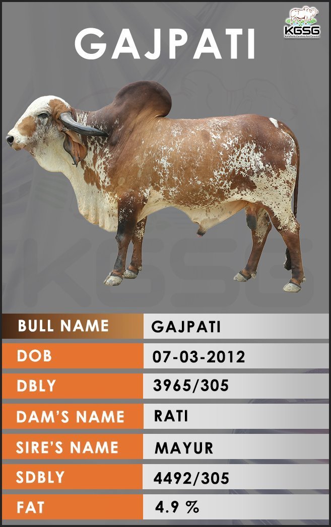 GIR BULL LIST | Kamdhenu Gaushala Sire Genetics