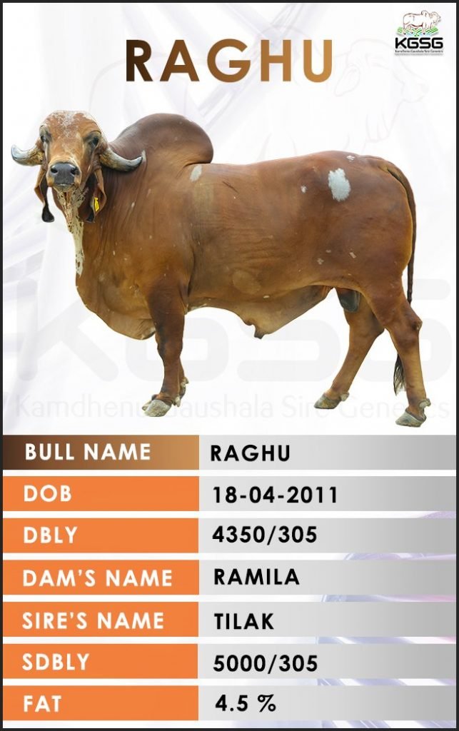 GIR BULL LIST | Kamdhenu Gaushala Sire Genetics