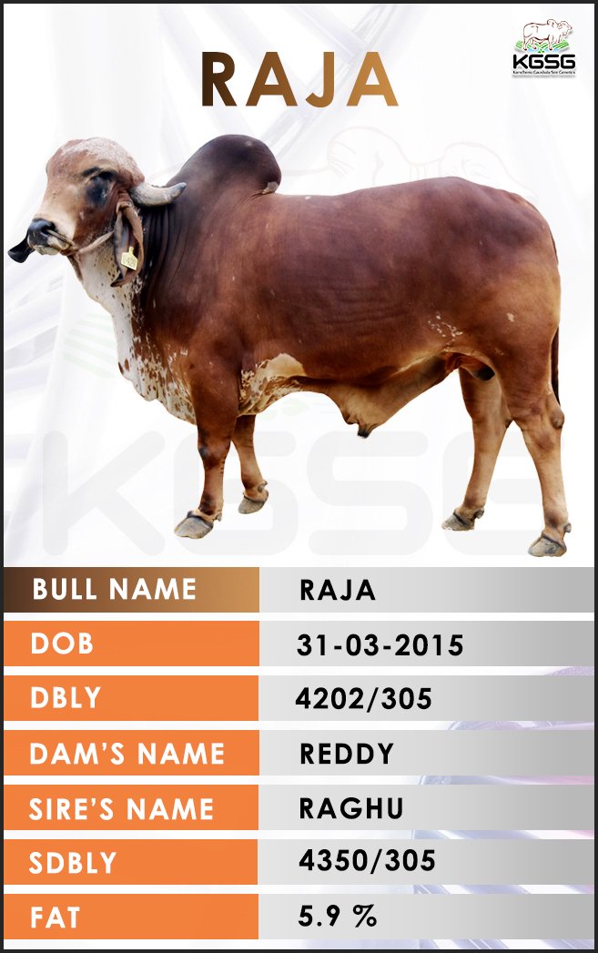 GIR BULL LIST | Kamdhenu Gaushala Sire Genetics