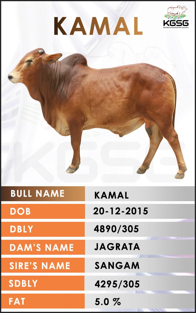 SAHIWAL BULL LIST | Kamdhenu Gaushala Sire Genetics