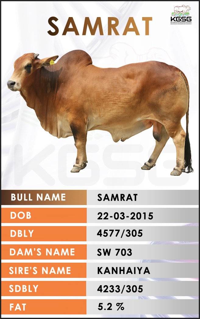 SAHIWAL BULL LIST | Kamdhenu Gaushala Sire Genetics