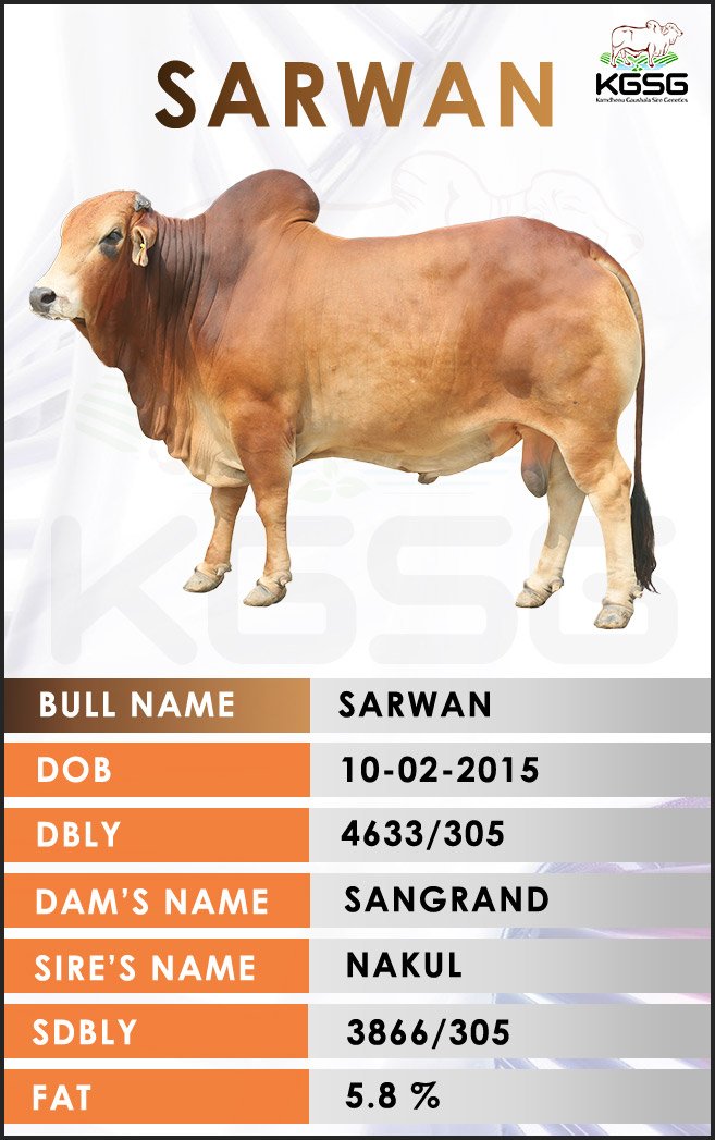SAHIWAL BULL LIST | Kamdhenu Gaushala Sire Genetics