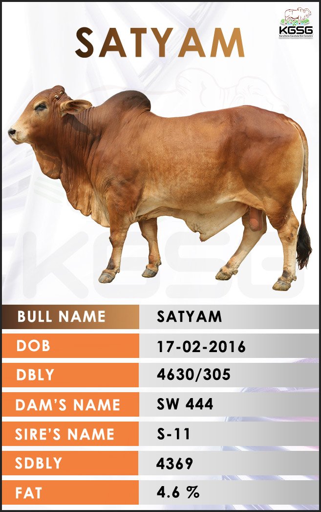 SAHIWAL BULL LIST | Kamdhenu Gaushala Sire Genetics