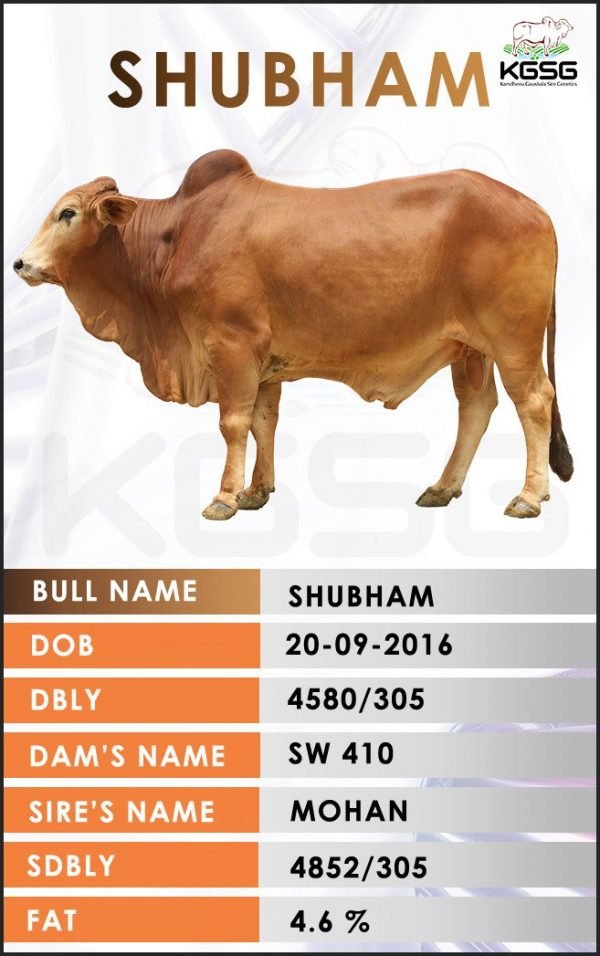 SAHIWAL BULL LIST | Kamdhenu Gaushala Sire Genetics