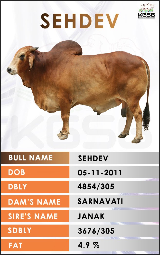 SAHIWAL BULL LIST | Kamdhenu Gaushala Sire Genetics
