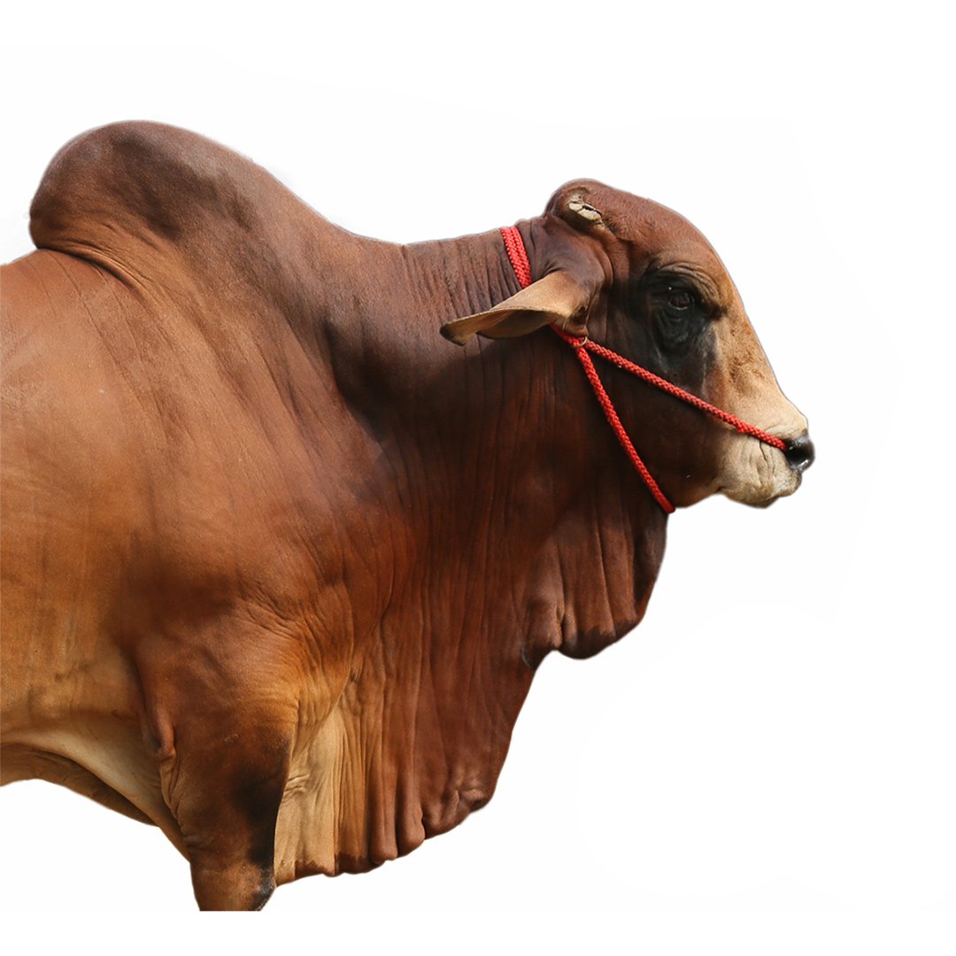 Kamdhenu Gaushala Sire Genetics | KGSG