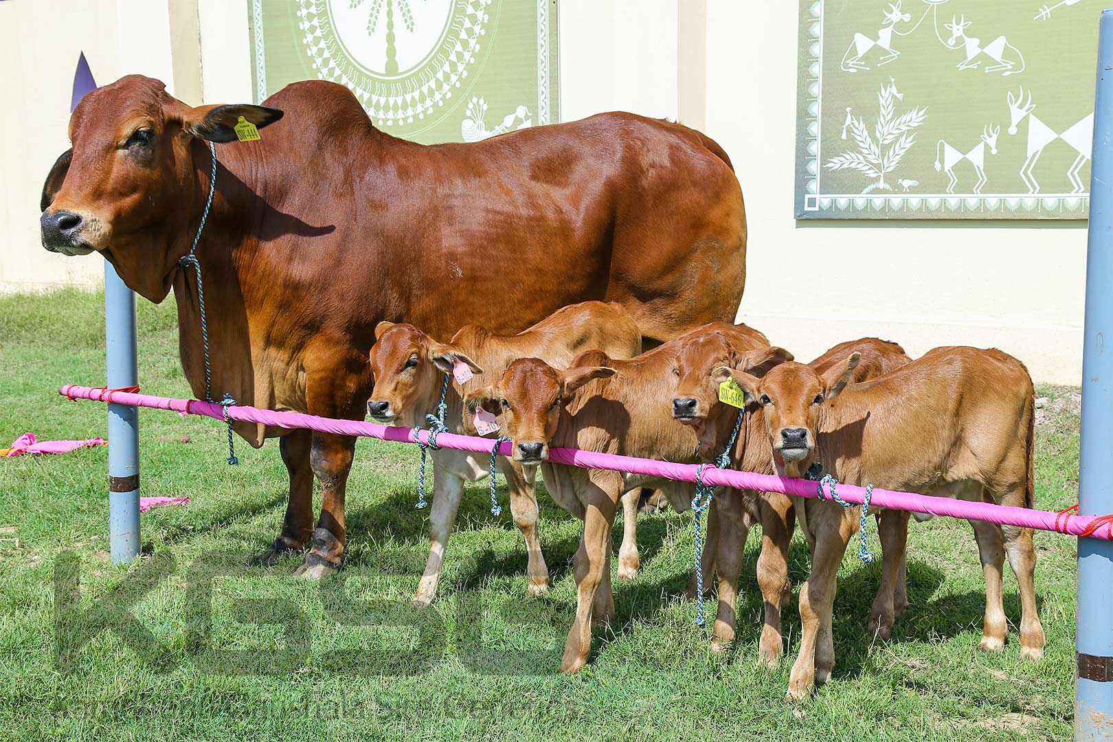 Technical advice from renowned institution of India | Kamdhenu Gaushala ...