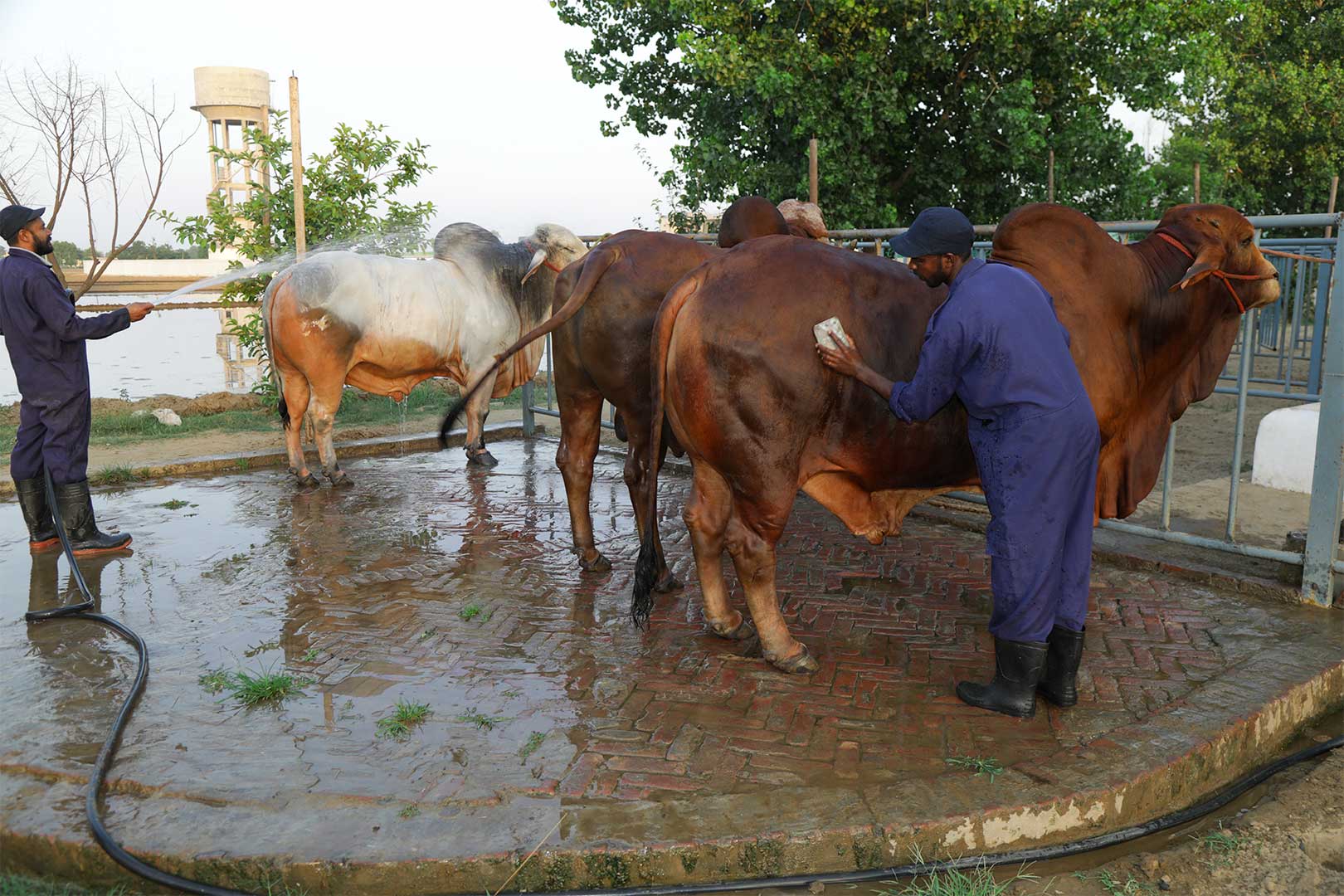 Feeding & Management of breeding bulls | Kamdhenu Gaushala Sire Genetics